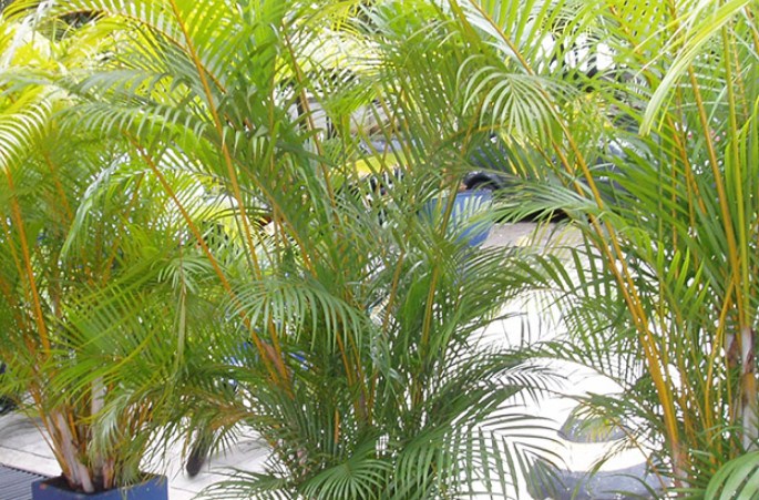 ASRI: Palem Kuning (Chrysalidocarpus lutescens)