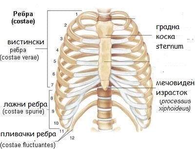k.proshev: Скелетен систем кај човек VIII одд.