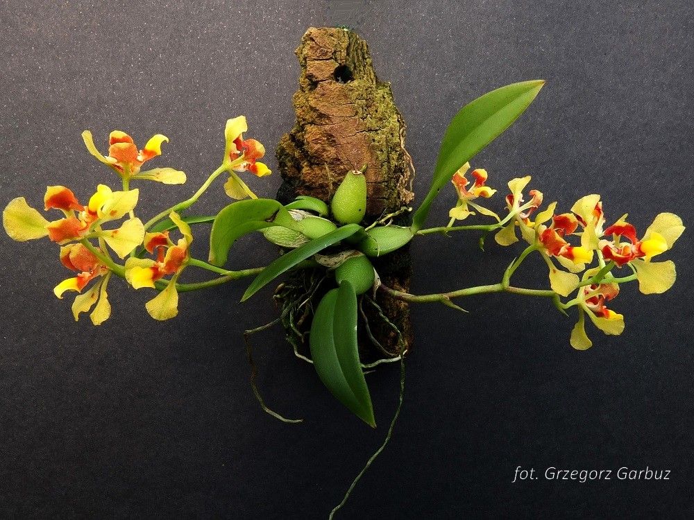 Oncidium coloratum care and culture | Travaldo's blog