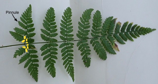Violets and others: A start into Ferns. Bipinnate or Tripinnate.