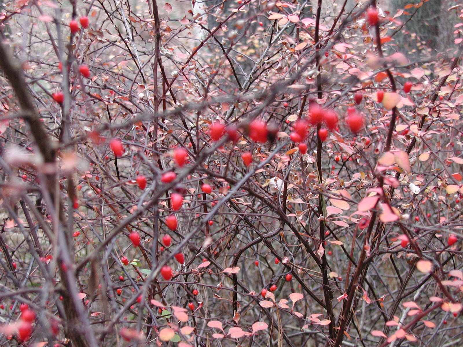 Central Pennsylvania Forestry: Invasive Species Highlight: Japanese ...
