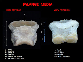 El caballo: El caballo