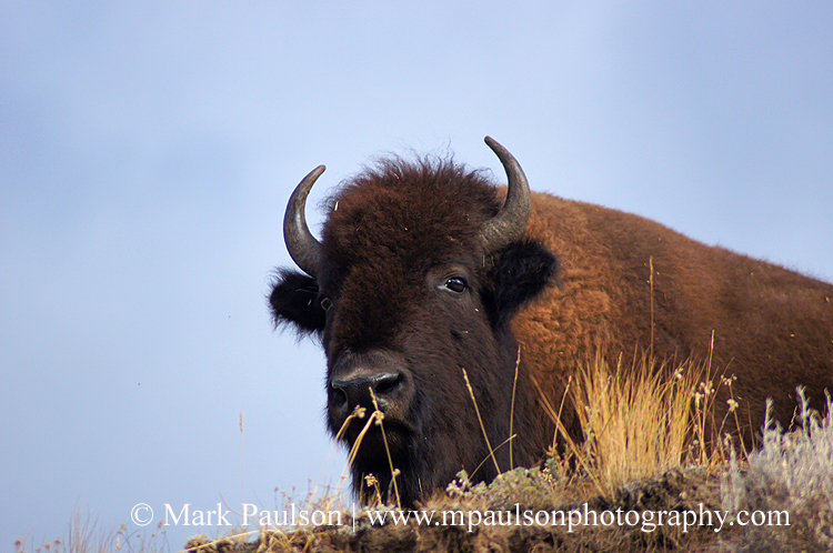 MAP Artistic Photography: Fauna