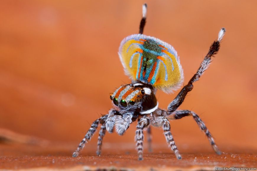 Amazing Peacock Spider Of Australia Very Beautiful And Colorful