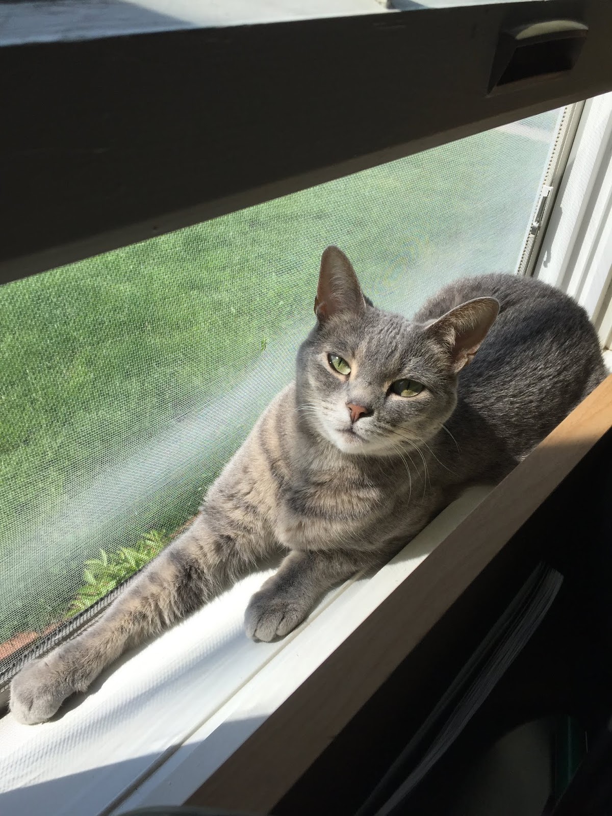 Waiting 'til Next Year...: David Ross Addition & Rotating Cats