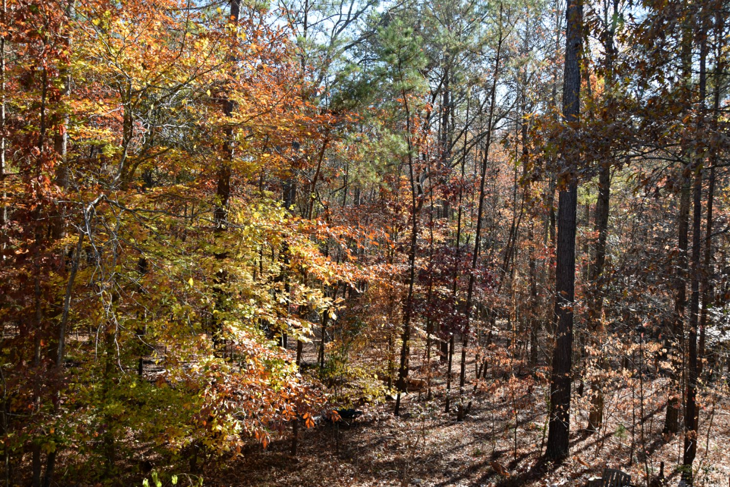 Using Georgia Native Plants: Fall Color At Home