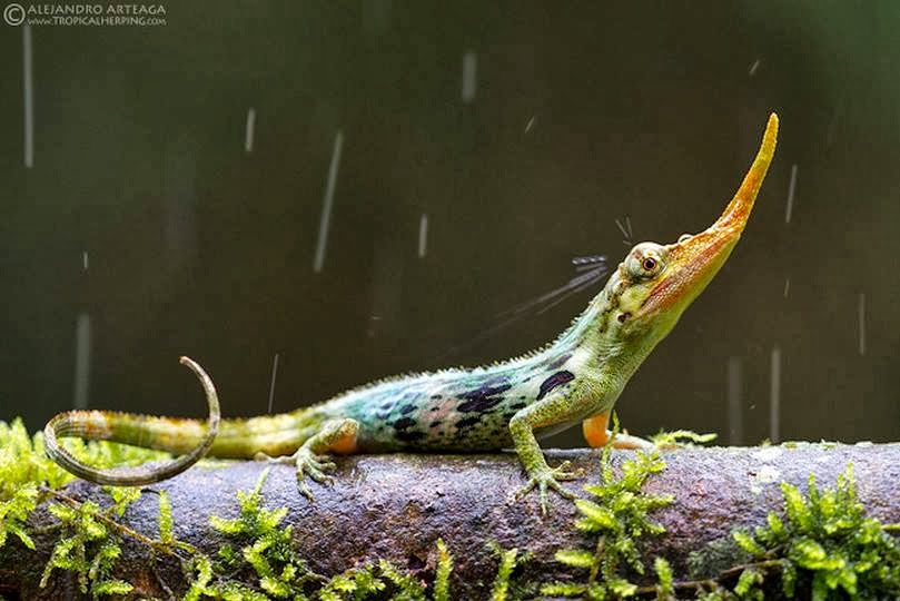Species New to Science: [Herpetology / News • 2013] Anolis proboscis ...