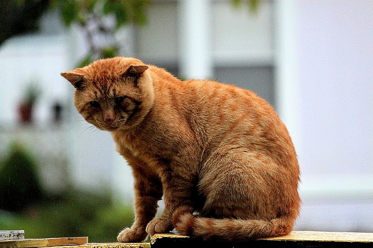 Truckin' My Blues Away: In Memory Of The Yellow Tomcat