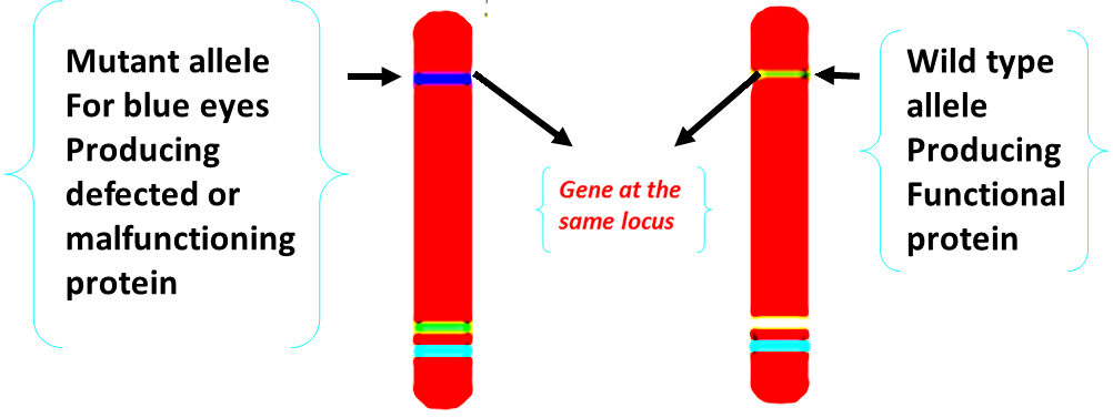 Allele definition biology || NEET | AIIMS