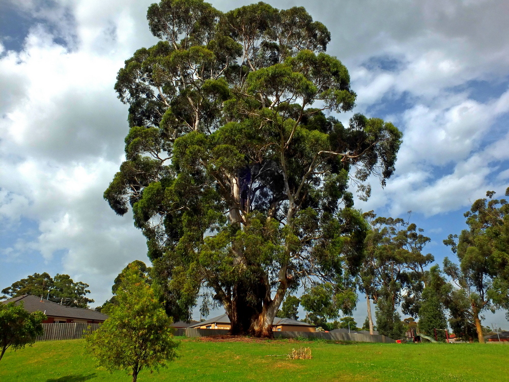 Friends of Drouin's Trees: How old is that gum tree?