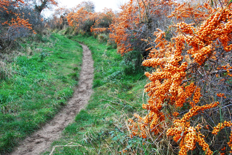 Plante Medicinale Eco: Catina