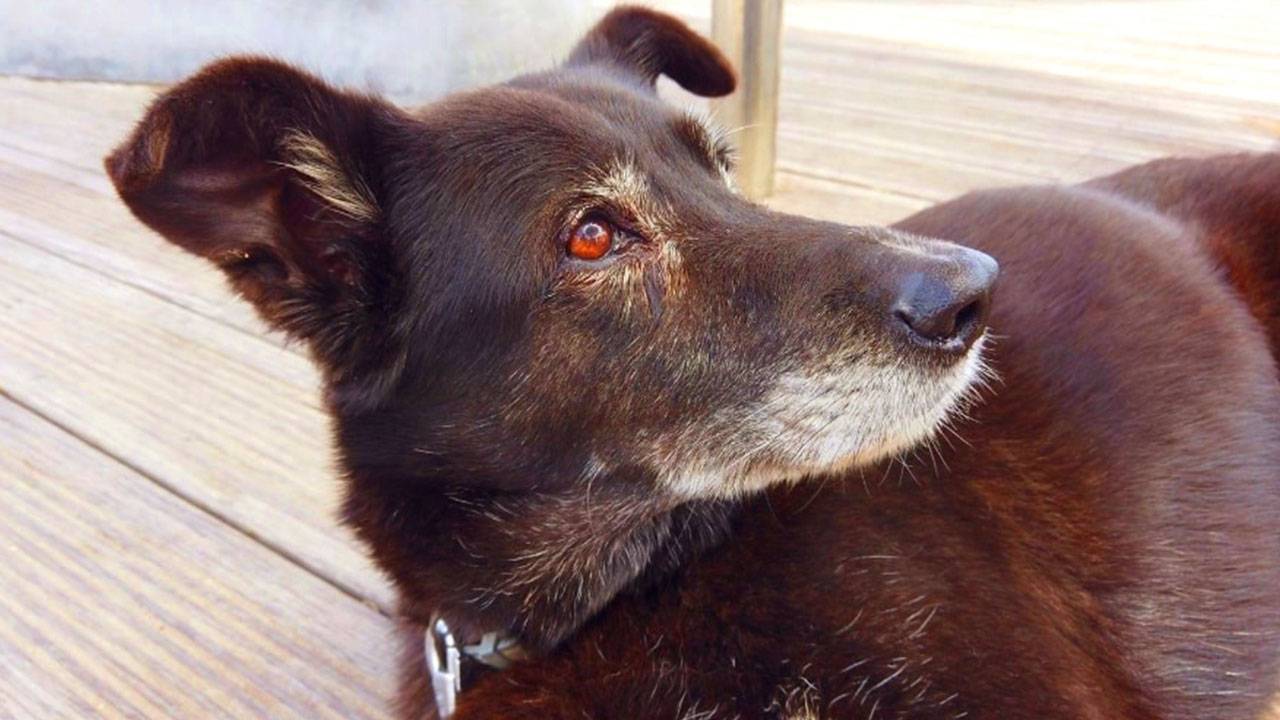 Mélanges de berger belge malinois : 11 croisements uniques et magnifiques