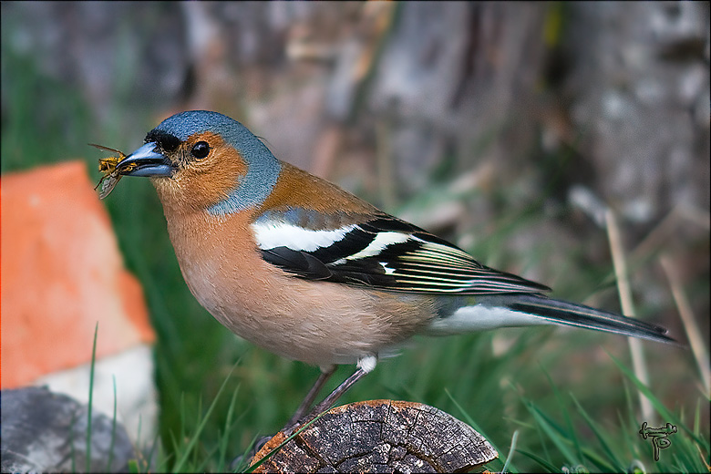 AVES SILVESTRES: PINZON VULGAR