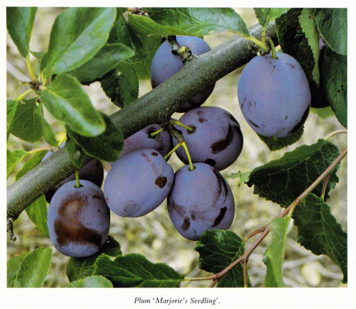 The Ornamental Kitchen Garden: 第8章 樹木の果実： スモモとアンズ