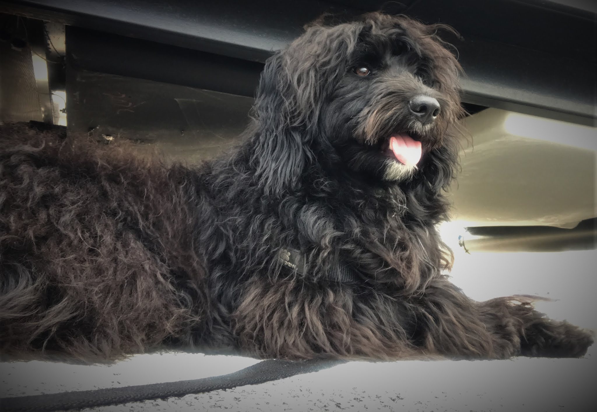 Mini-Bordoodle Pupdate: August 2020