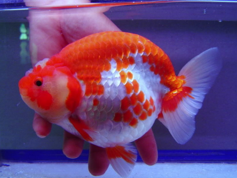 Cara budidaya ikan koki