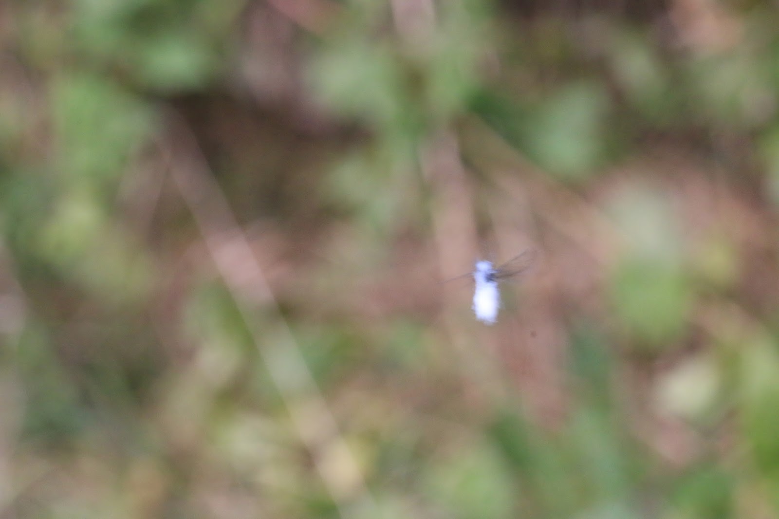 Insectes d'Alsace: Phyllaphis fagi - Puceron laineux du hêtre