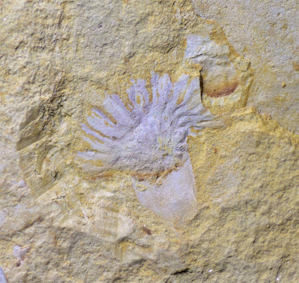 FOSSIL HUNTRESS: CAMBRIAN SEA ANEMONE