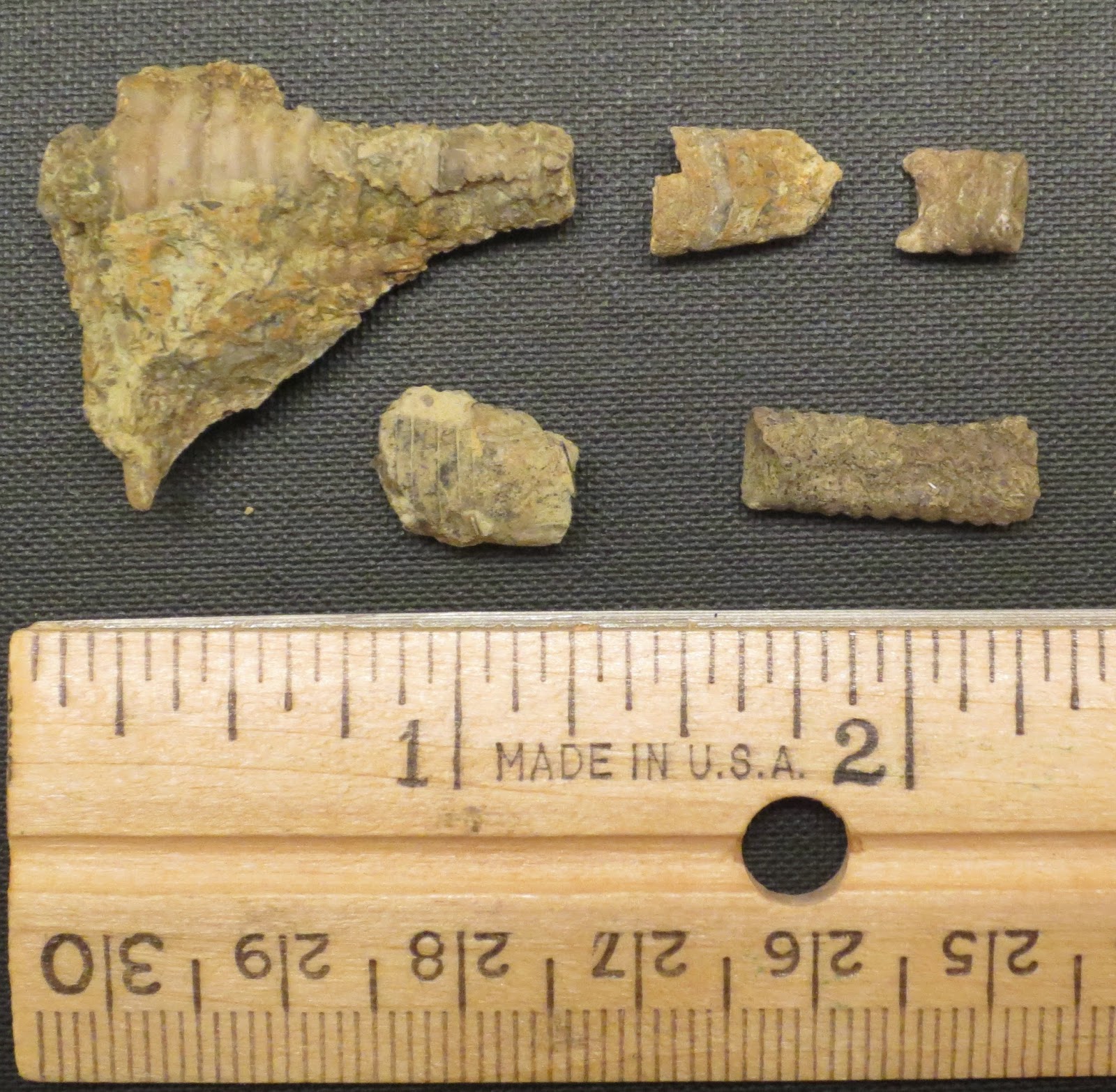 Equatorial Minnesota: Nautiloids: cephalopod overlords of the Ordovician