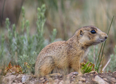Cannundrums: Gunnison's Prairie Dog