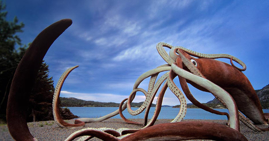 Giant Squid | The Biggest Animals Kingdom