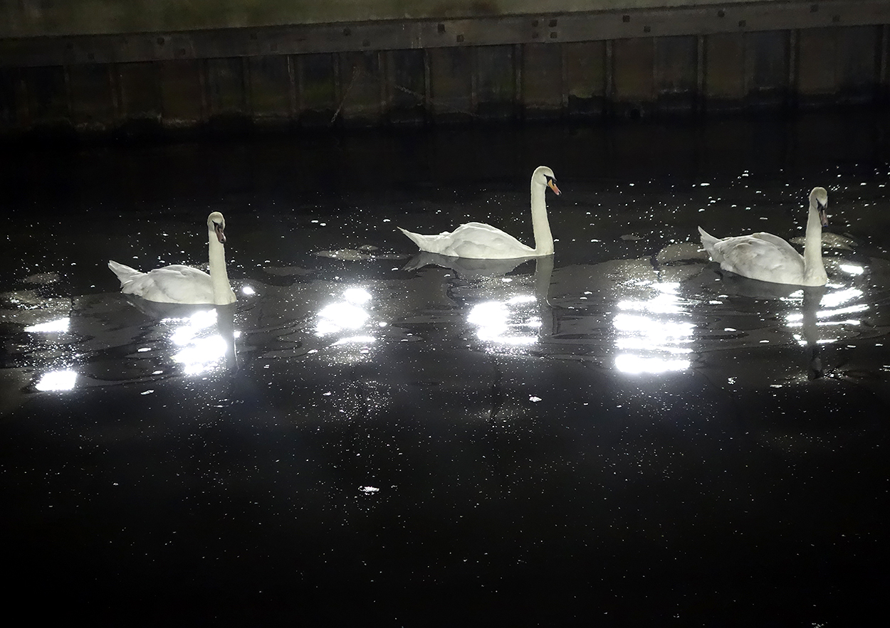 forms traced by light: swans at night