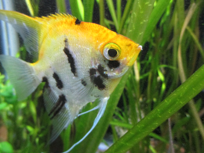 Angelfish mouth fungus- first treatment didn't work- what now- | The ...