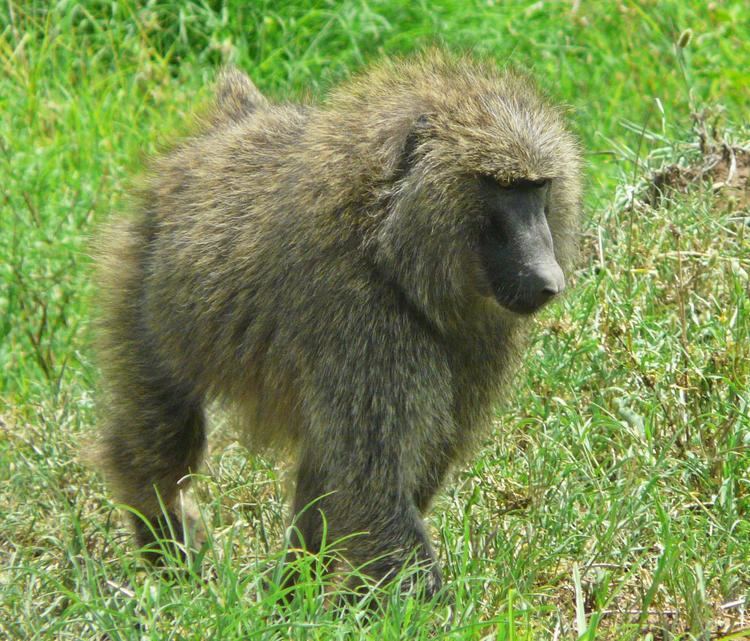 DIFERENCIA ENTRE SIMIOS Y MONOS