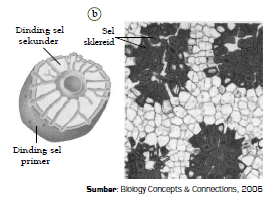 Jaringan Parenkim Kolenkim Sklerenkim Xilem Dan Floem