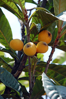 Wild Edible Texas: Loquats