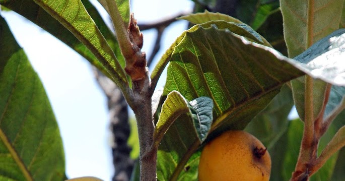 Wild Edible Texas: Loquats