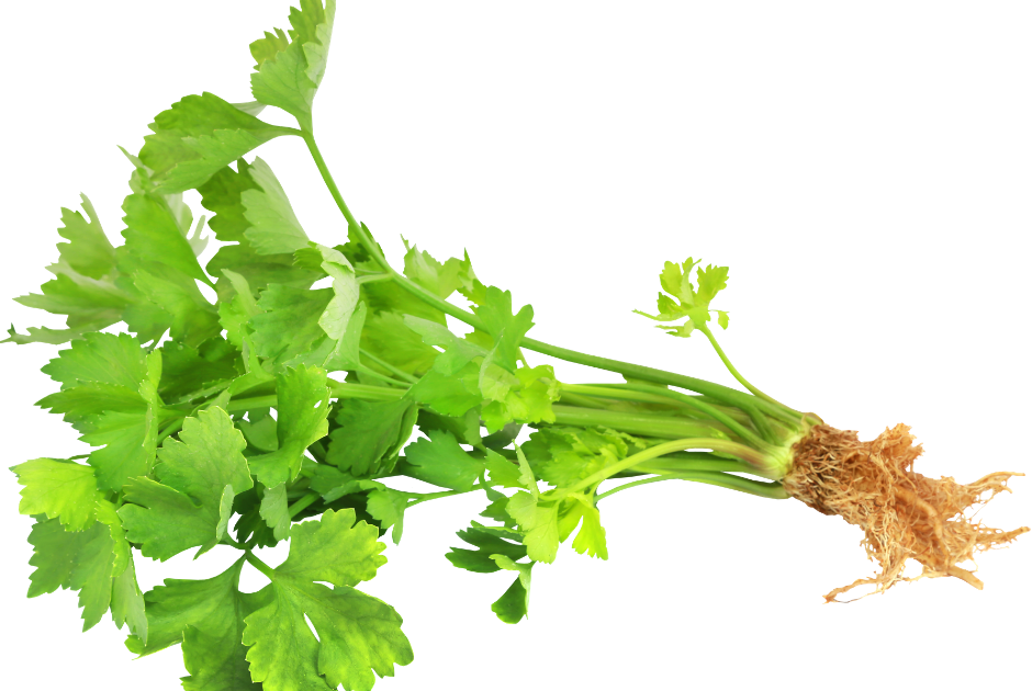 Cara Simpan Daun Sup Supaya Tahan Lama. - Cerita Huda by Huda Halid