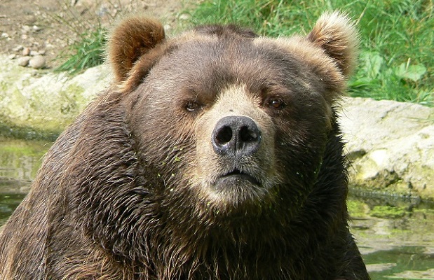 Bears have the best sense of smell on earth. | New Style To Live