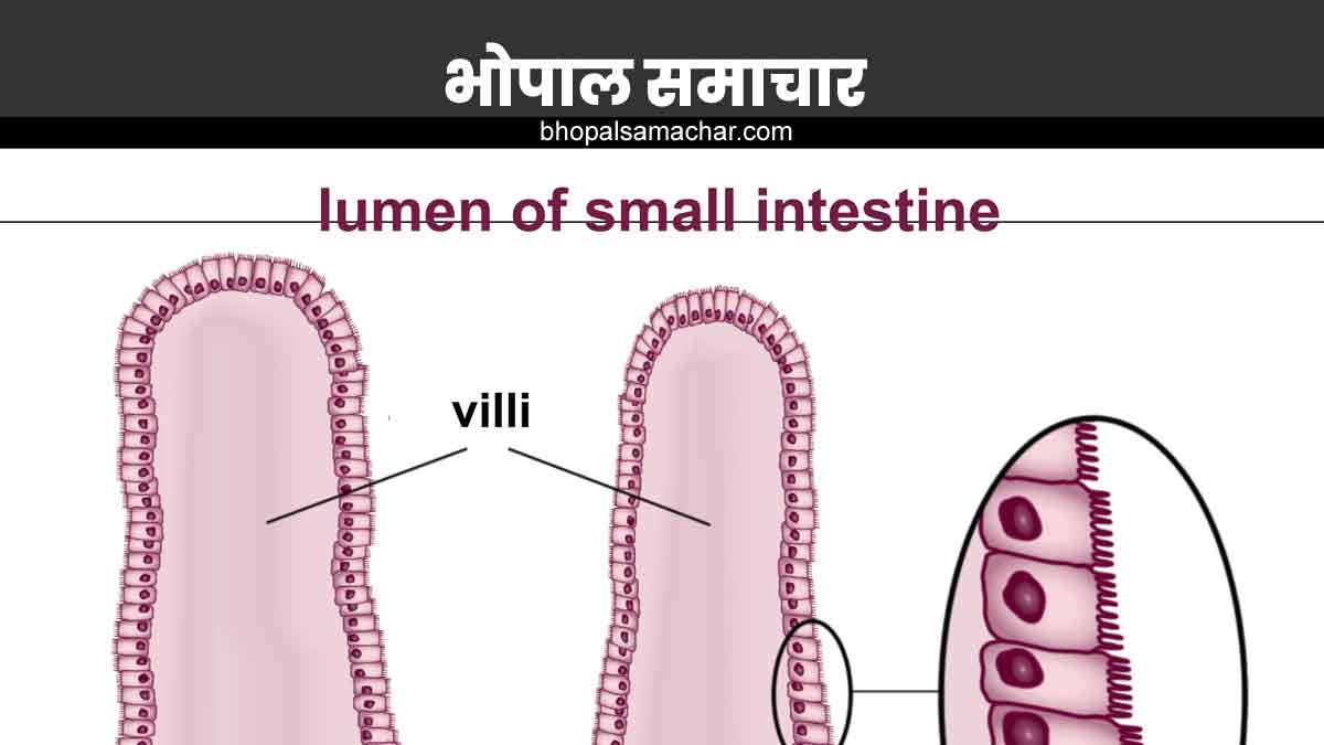 What is Villi or villius, Villi का क्या काम होता है