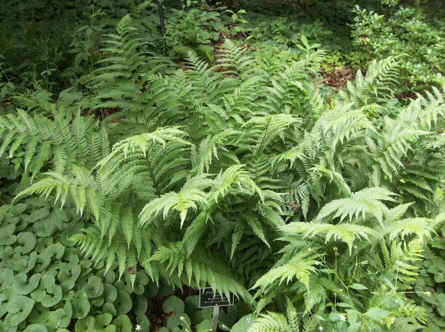 Future Plants by Randy Stewart: Dryopteris Ferns
