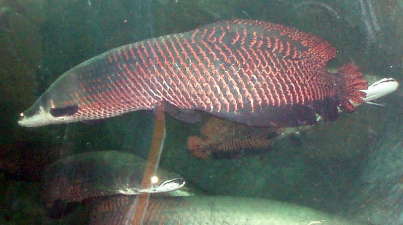 Artes de Pesca: VAMOS A PESCAR PAICHE O PIRARUCÚ