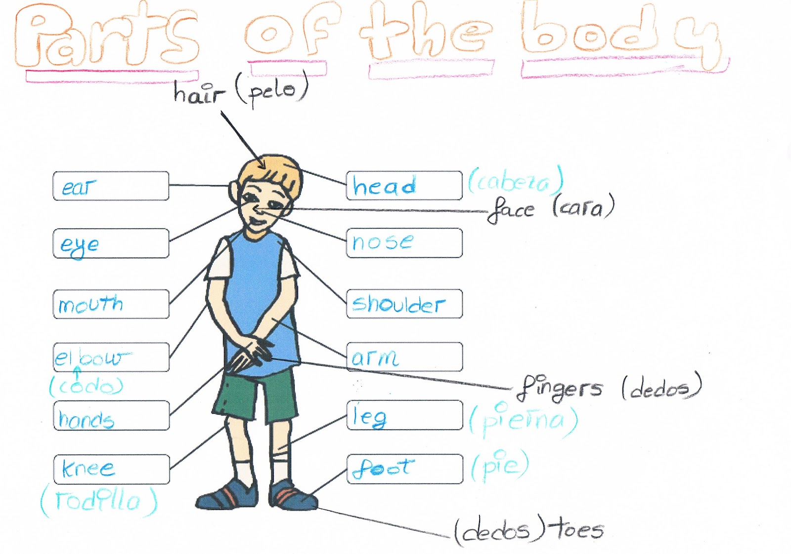 trabaja y estudia: Parts of the body (partes del cuerpo)