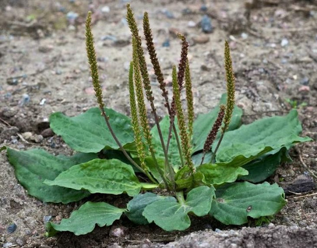 Crónicas de la Tierra sin Mal : Llantén, planta medicinial de múltiples ...
