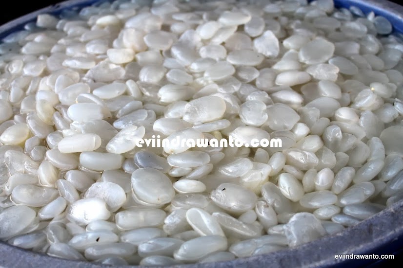 Mengenal Buah Aren - Arenga Indonesia Stories