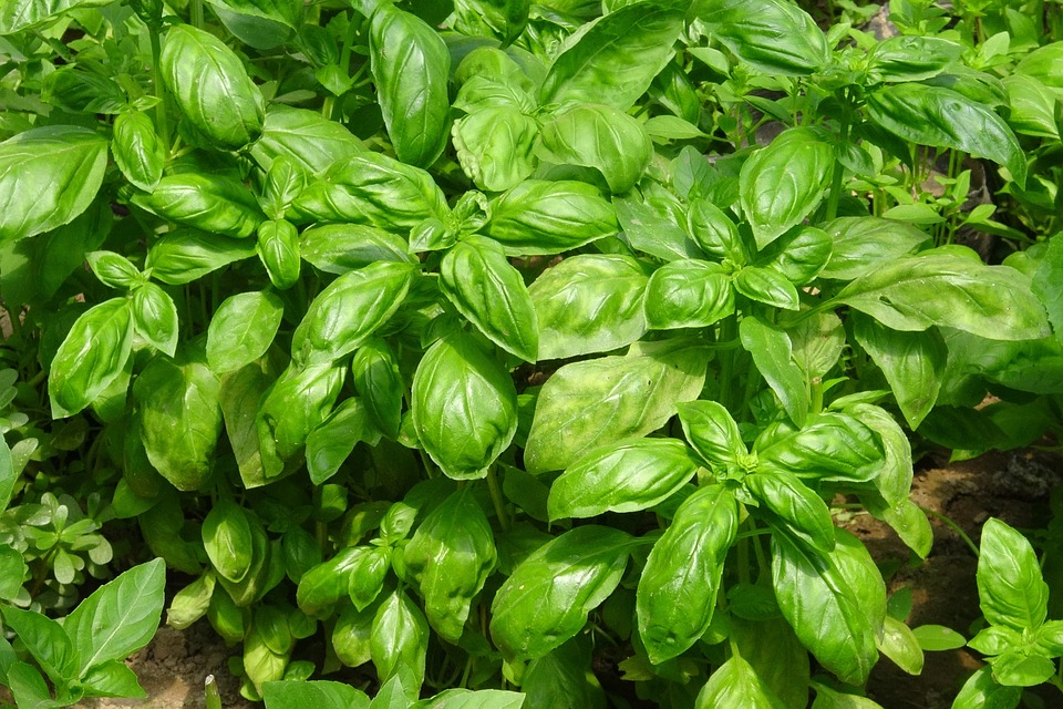 Real World Gardener: All You Need to Know to Grow Basil Eat Gumbo and ...