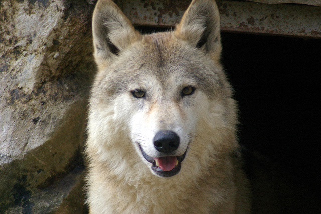 Animals of the world: Himalayan wolf