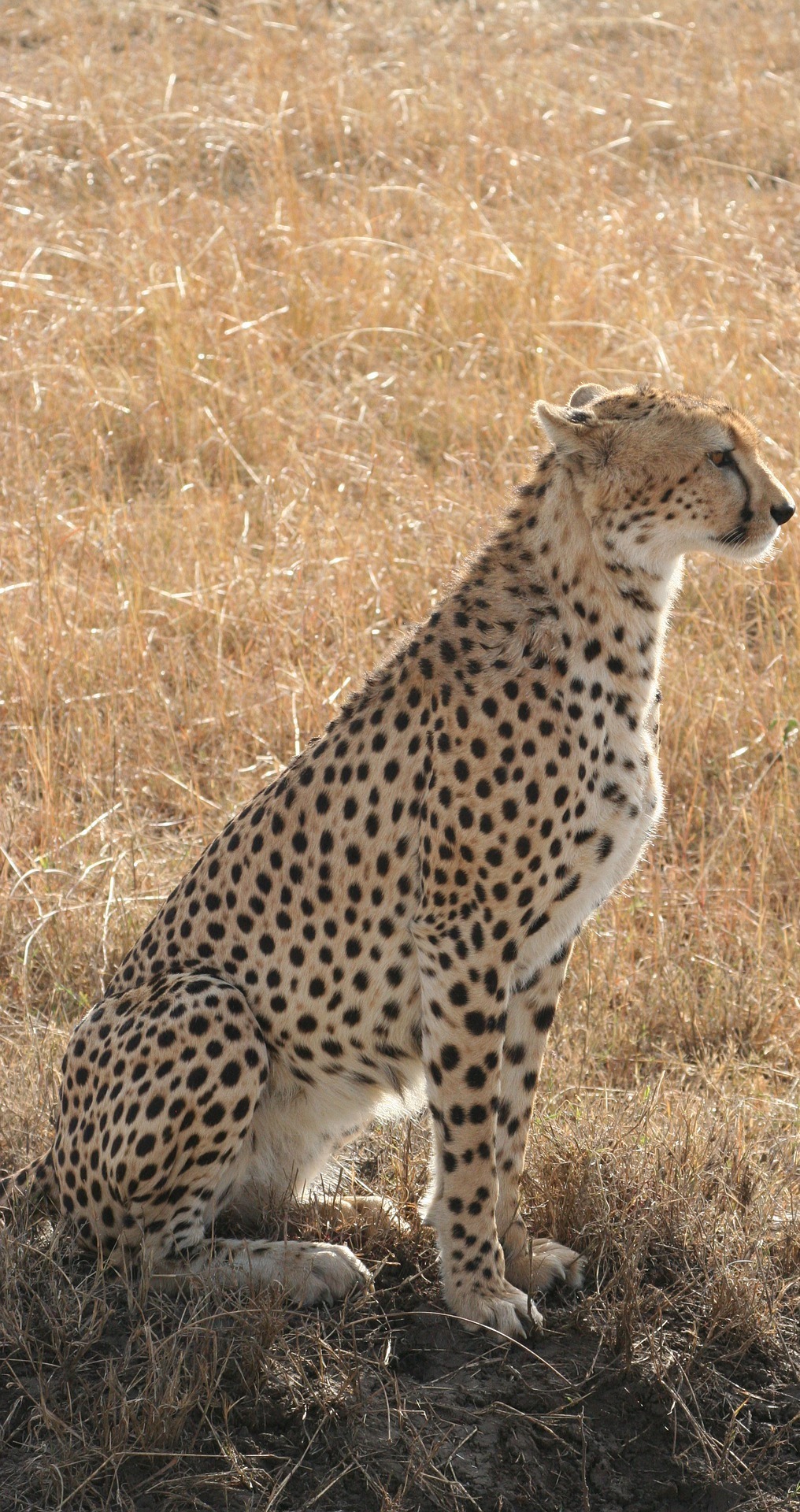 A cheetah on the lookout - About Wild Animals