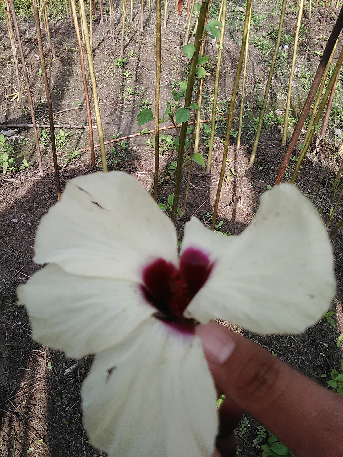 LAPORAN PEMULTAN KELOMPOK 9: TANAMAN MONOSEUS dan TANAMAN DISEUS
