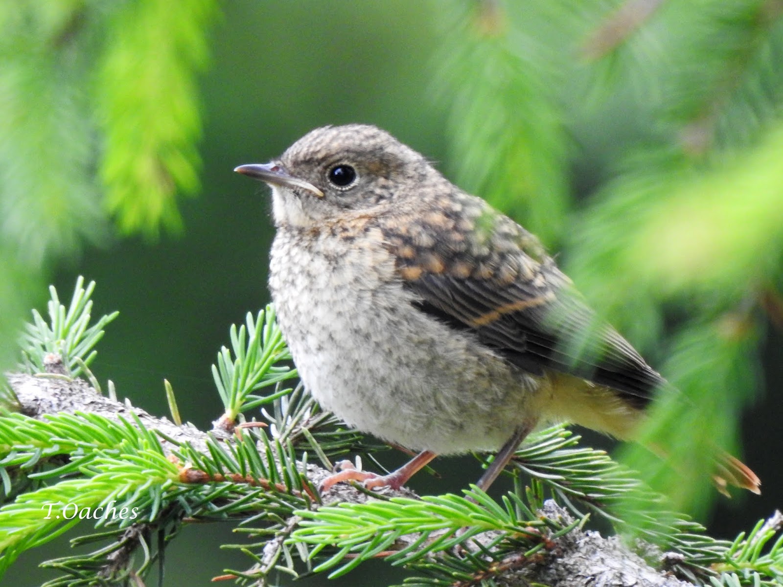 PASARI DIN ROMANIA: CODROSUL DE PADURE (1), Phoenicurus phoenicurus