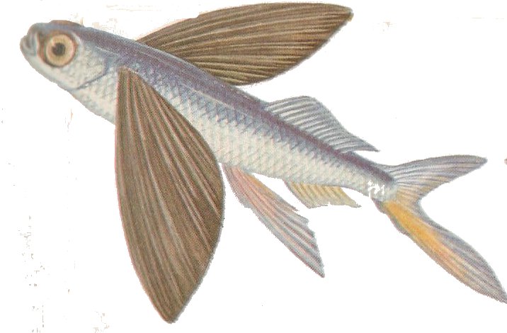 Zoológico Virtual do Koba: Peixe Voador