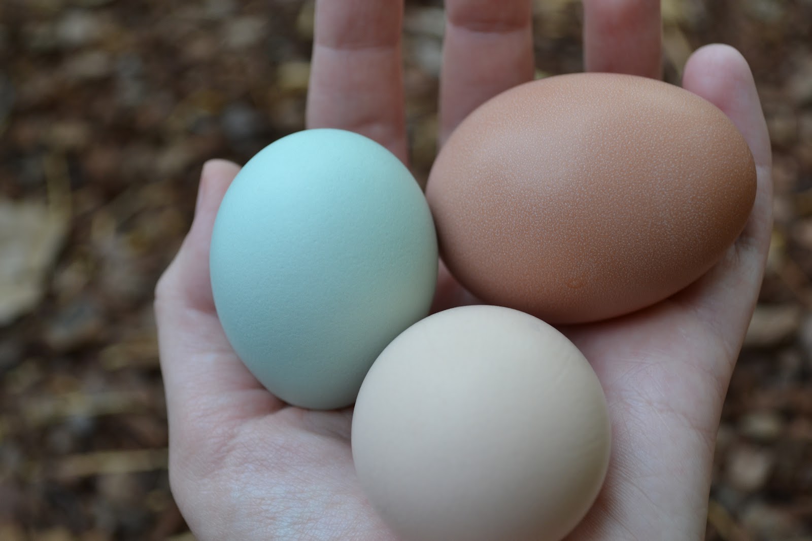 Our Neck of the Woods: Green Eggs