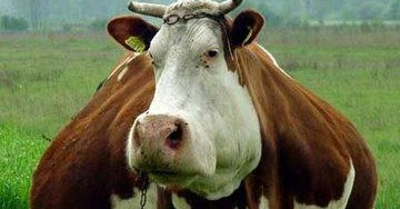 Quick Quick Slow : Beautiful