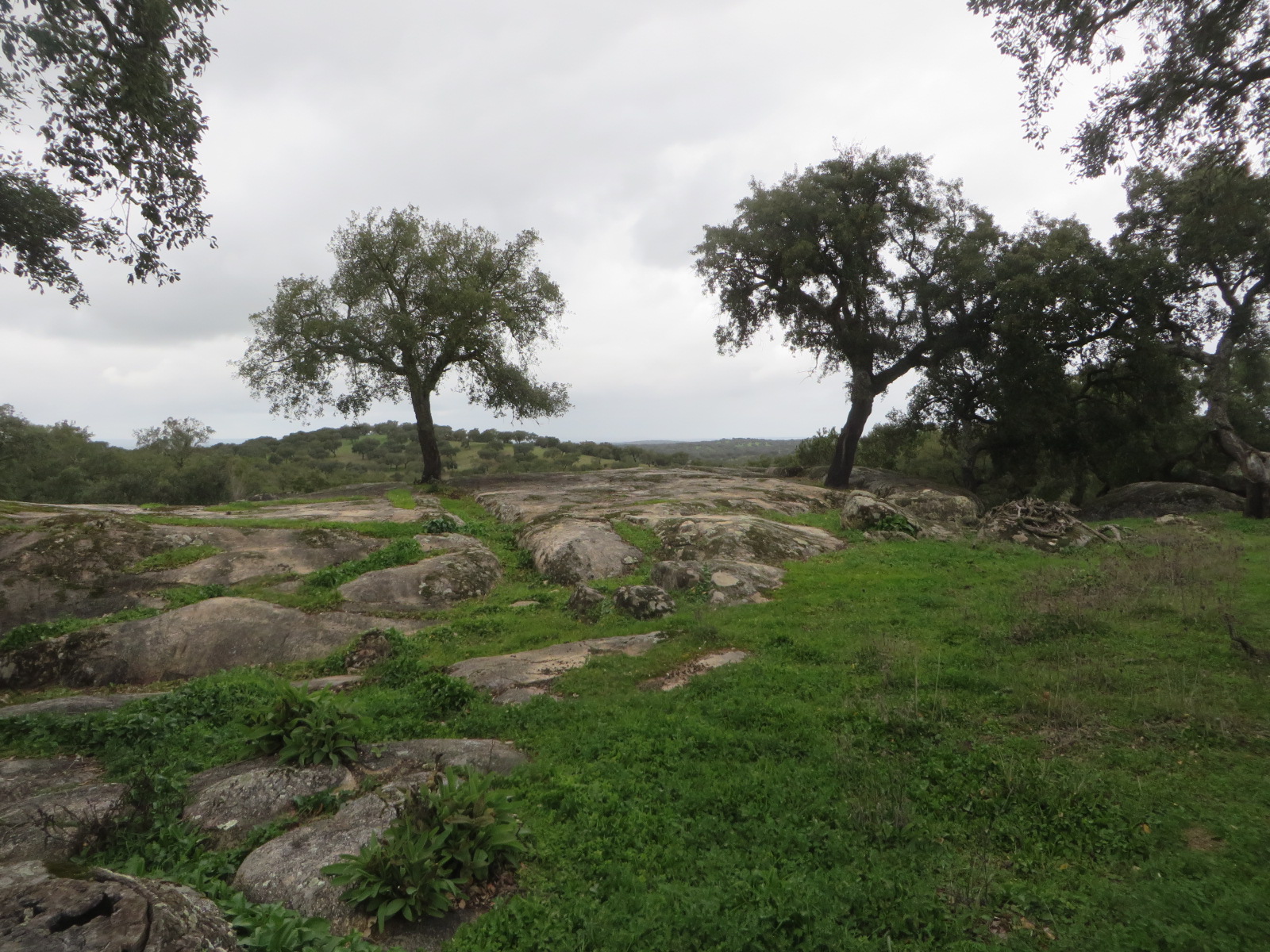 O melhor Alentejo do Mundo: Precisamos do Montado...