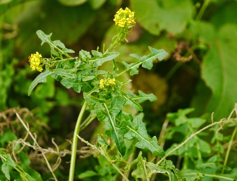 Instantes botánicos: Jaramago Diplotaxis muralis