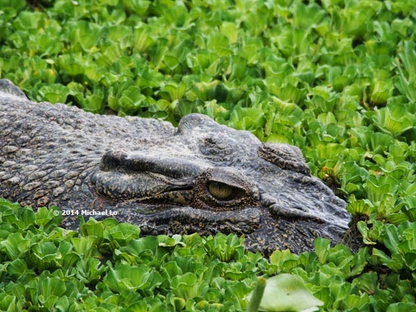 The rainforests of Borneo & Southeast Asia: Crocodiles of Borneo